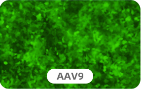 腺相关病毒AAV 6.18折特惠来袭，直击科研更优解 | 市场活动 | 赛业（苏州）生物科技有限公司