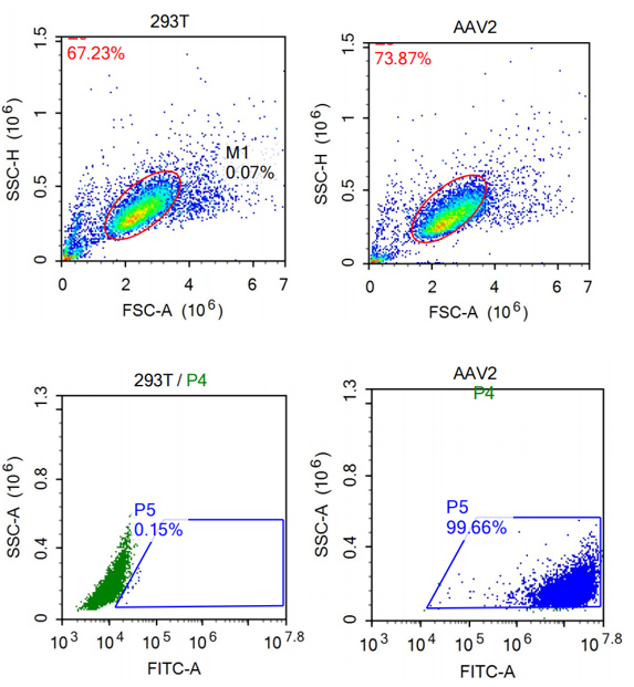 腺相关病毒AAV 6.18折特惠来袭，直击科研更优解 | 市场活动 | 赛业（苏州）生物科技有限公司
