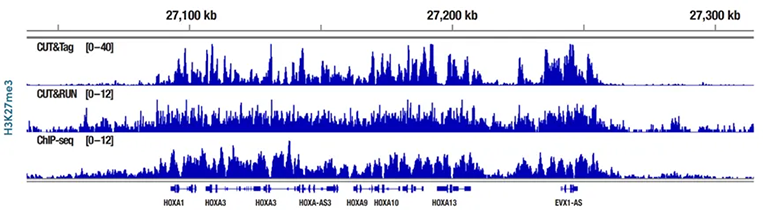 【CST新品发布】CUT&Tag ——解锁新的表观遗传学分析解决方案！