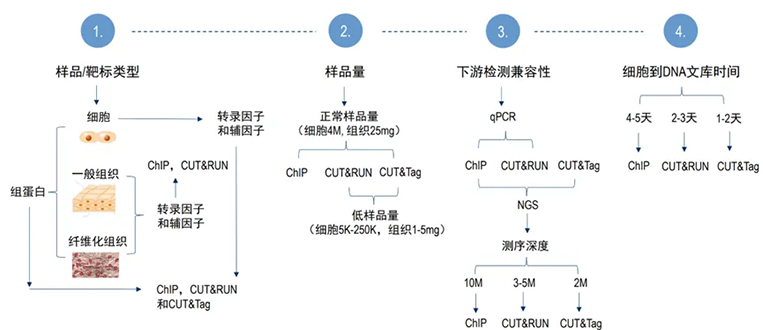 【CST新品发布】CUT&Tag ——解锁新的表观遗传学分析解决方案！