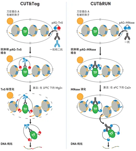 【CST新品发布】CUT&Tag ——解锁新的表观遗传学分析解决方案！