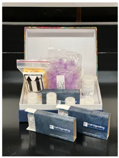 【CST新品发布】CUT&Tag ——解锁新的表观遗传学分析解决方案！