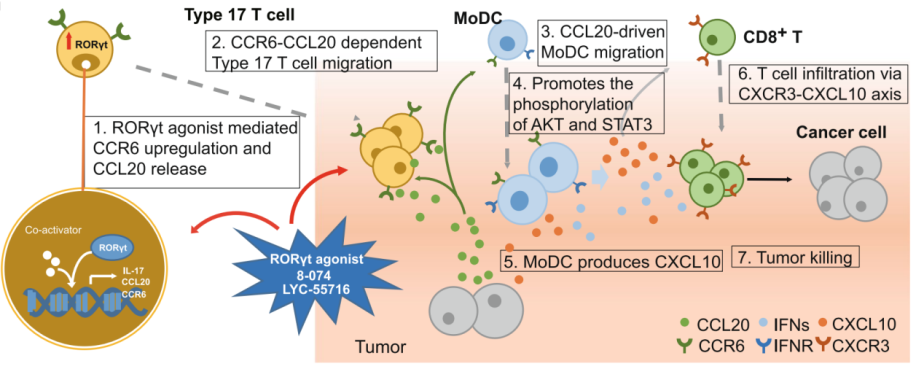 复旦大学朱棣团队最新发文：在癌症中RORγt 激动剂通过 CXCL10 促进单核细胞来源的树突状细胞增强抗 PD -1 治疗