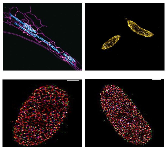 2019年清华光学影像实用技术培训第四期超分辨SIM/STORM成像研习班