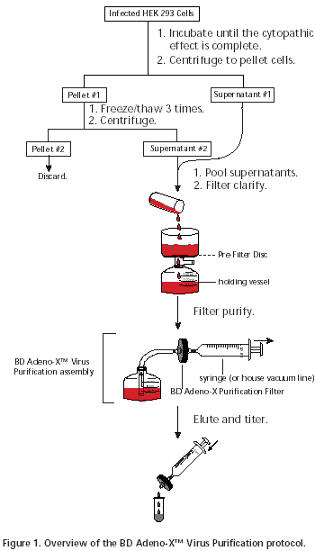 Adeno-X 腺病毒纯化试剂盒[新品推荐] - 生物通