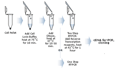 Cells to cDNA:从微量细胞中直接制备cDNA[新品推荐] - 生物通