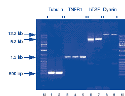 非常超值的RT-PCR之选[新品推荐] - 生物通