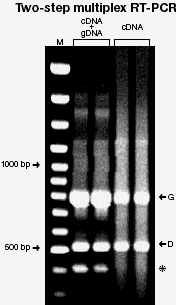 非常超值的RT-PCR之选[新品推荐] - 生物通