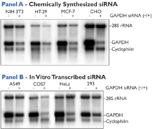 在哺乳动物细胞中进行RNA干扰:设计，实验和分析siRNA效应[创新技巧] - 生物通