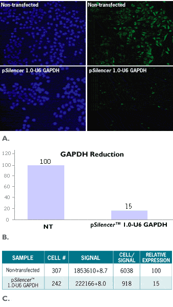 在细胞内表达siRNA引发基因沉默[选购宝典] - 生物通