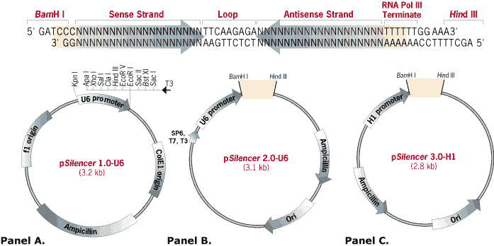 在细胞内表达siRNA引发基因沉默[选购宝典] - 生物通