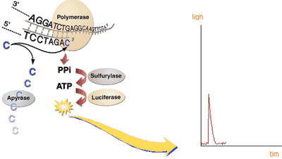 Pyrosequencing技术及其在DNA测序和SNP研究中的应用[创新技巧] - 生物通