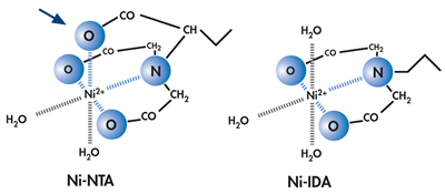 Hot:来自Ni-NTA的最新数据[创新技巧] - 生物通