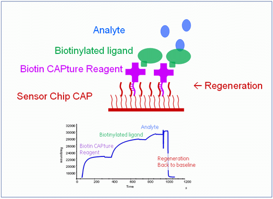 GE推出生物素捕获试剂盒，用于Biacore系统分析[新品推荐] - 生物通
