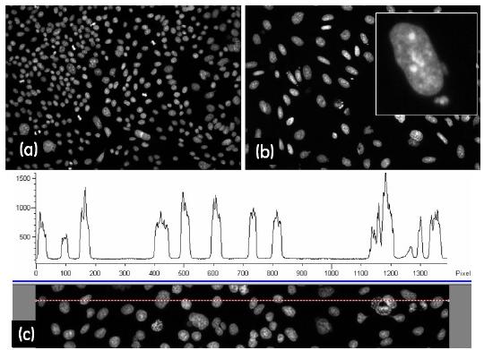 IN Cell Analyzer 2000：让最具挑战性的高内涵分析高效完成[创新技巧] - 生物通
