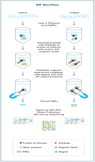 [新品推荐]RIP技术：研究肿瘤发生和转移中microRNA失调的有力工具 - 生物通