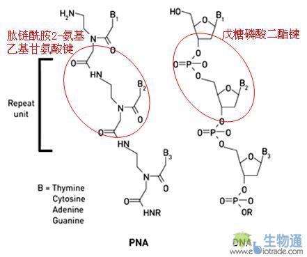 新型高效microRNA抑制剂——肽核酸（PNA）[新品推荐] - 生物通