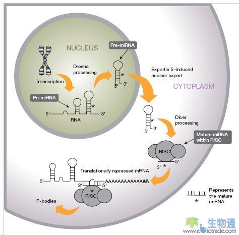 TaqMan Pri-miRNA Assays：检测MicroRNA表达的起源[新品推荐] - 生物通