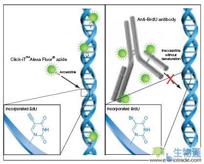 [新品推荐]轻松，替代繁琐的BrdU：Click-iT EdU - 生物通