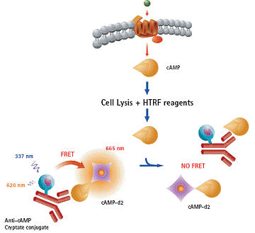 GPCR 研究方案-多样化的HTRF细胞平台[创新技巧] - 生物通