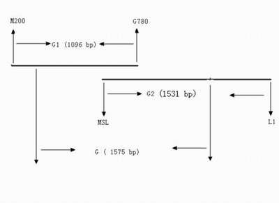 创新参选：PCR产物直接测序方法的改进 - 生物通