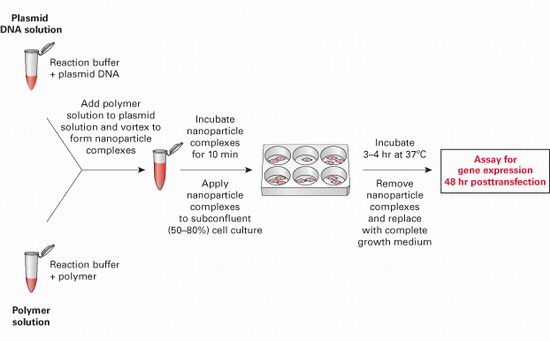 专用于小鼠胚胎干细胞的转染试剂-Xfect Stem - 生物通