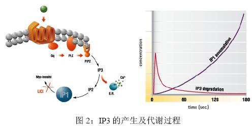HTRF IP-One细胞水平检测[新品推荐] - 生物通