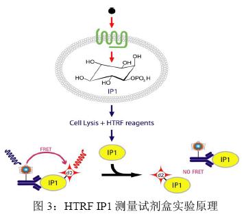 HTRF IP-One细胞水平检测[新品推荐] - 生物通