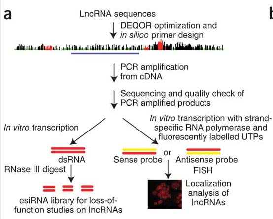Nat methods：解析长链非编码RNA的新技术 - 生物通