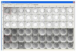 利用IN Cell Analyzer 2000对模式生物进行自动化全孔成像[创新技巧] - 生物通
