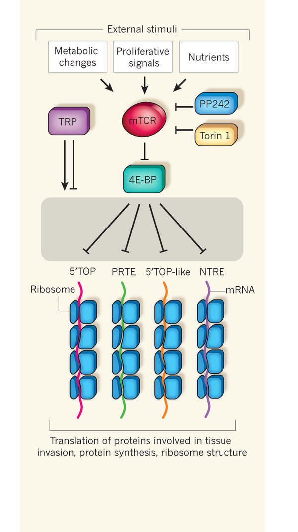 Nature：mTOR信号调控翻译图谱 - 生物通