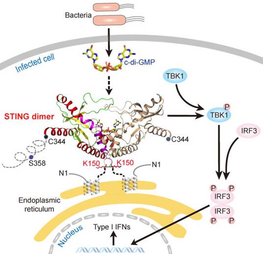 《Immunity》：刘志杰等获结构免疫学研究新成果 - 生物通