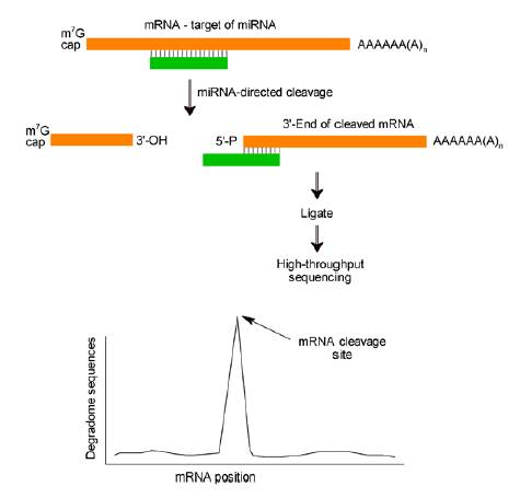 BMC Genomics: 二代测序联合应用鉴定油菜miRNA和靶基因 - 生物通