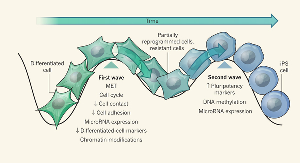 三篇Cell揭晓iPS谜底：具体步骤与蛋白质组变化 - 生物通