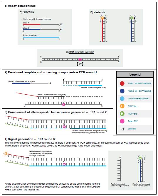 灵活经济的SNP检测方案---LGC Genomics SNPline - 生物通