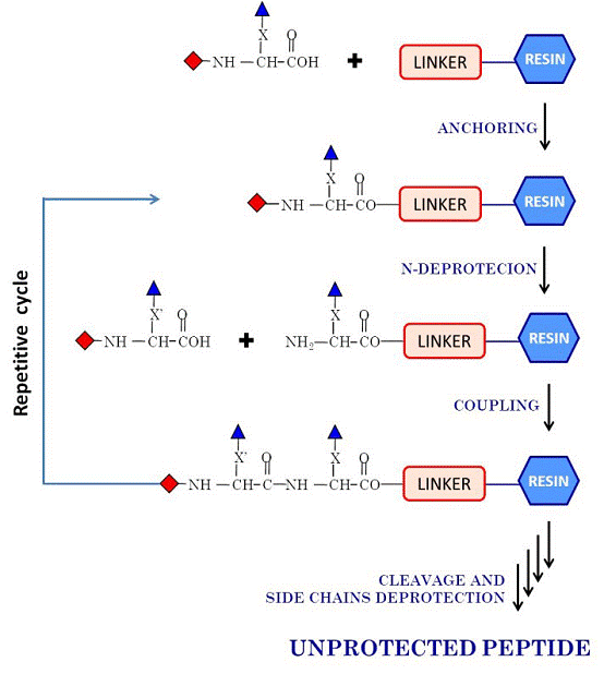 挑战多肽合成极限--蛋白质化学合成 - 生物通