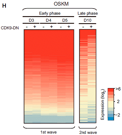 Cell Stem Cell：RNA聚合酶 II是体细胞逆转为多能干细胞的“开关” - 生物通