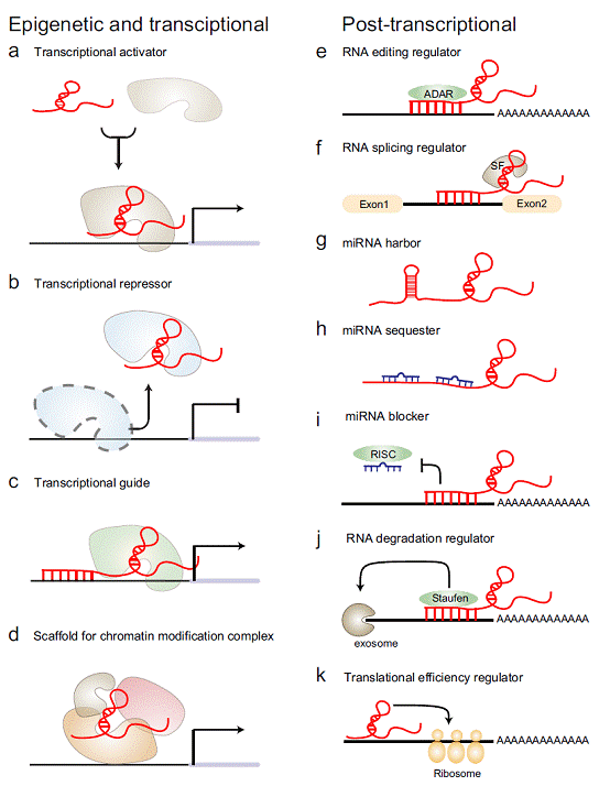 《相约2015NSFC》之疾病相关lncRNA研究策略 - 生物通