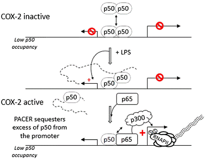 《相约2015NSFC》之lncRNA研究经典案例 - 生物通