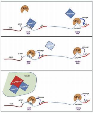 RNA结合蛋白（RBP）siRNA文库 - 生物通