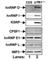 RNA结合蛋白（RBP）siRNA文库 - 生物通