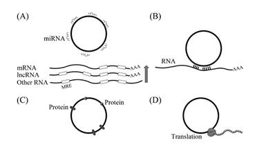 新方案 | 环状RNA研究就要这么做！ - 生物通