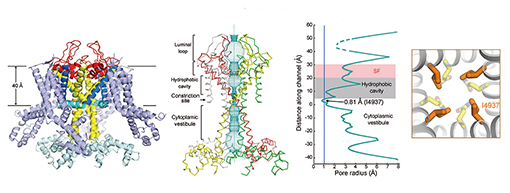 RyR1通道结构与门控机制研究最新进展 - 生物通