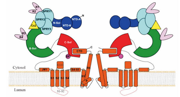 RyR1通道结构与门控机制研究最新进展 - 生物通