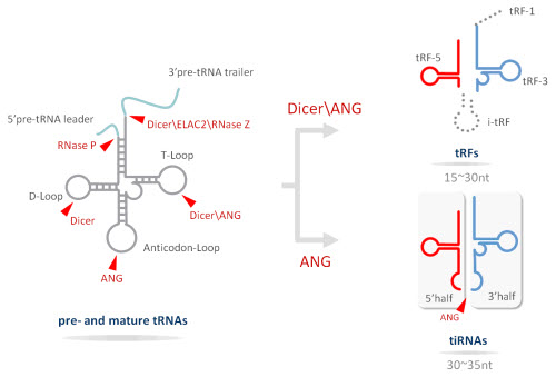 tRF & tiRNA：具有独特且多样功能的小RNA - 生物通