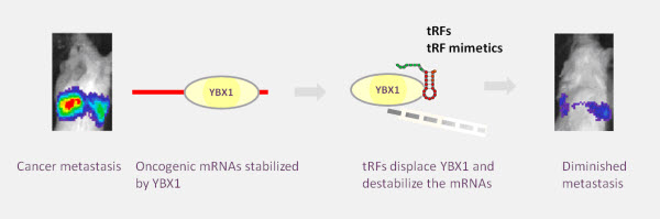 tRF & tiRNA：具有独特且多样功能的小RNA - 生物通