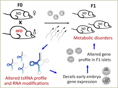 tRF & tiRNA：具有独特且多样功能的小RNA - 生物通