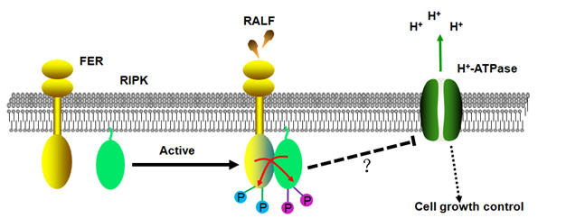 湖南大学最新PNAS文章：植物生长信号“接收器” - 生物通