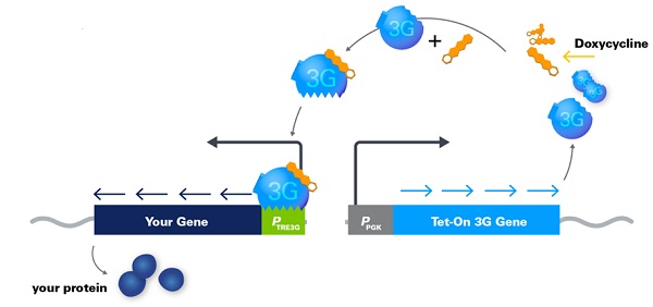 Lenti-X™ Tet-On® 3G CRISPR/Cas9 System，不必再担忧慢病毒的整合性 - 生物通
