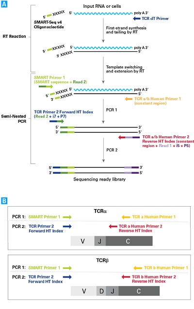 SMARTer Human TCR a/b Profiling Kit，助力TCR免疫组库分析 - 生物通